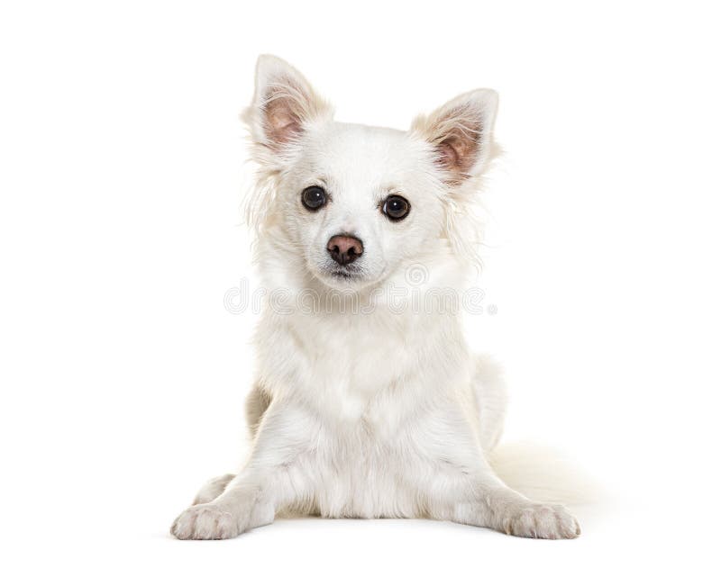 7,404 Lying Down Front View Stock Photos - Free & Royalty-Free Stock ...