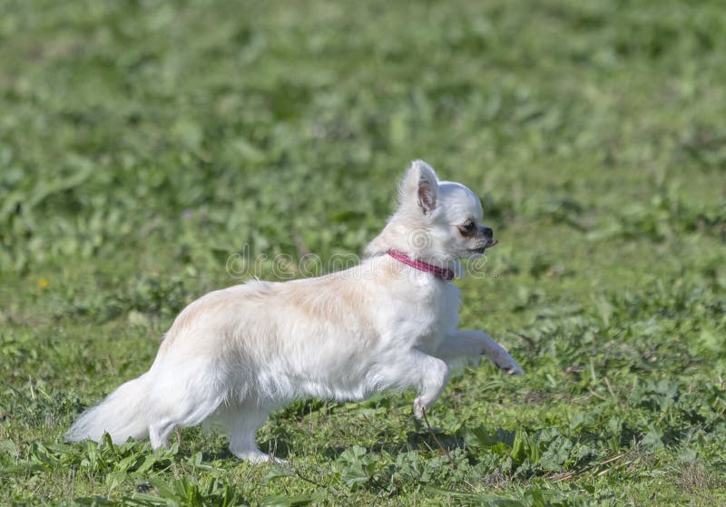 Chihuahua in nature stock image. Image of running, flower - 201507383