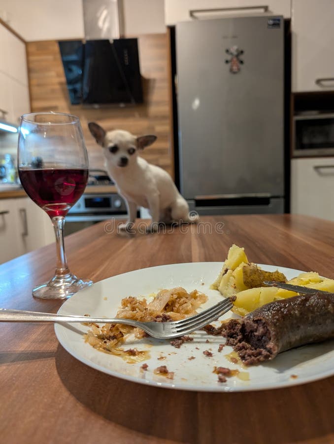 Chihuahua Never Eat Human Food Stock Photo - Image of junk, meal: 372514802