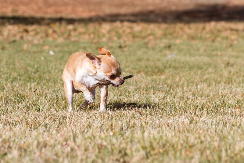 Chihuahua playing outdoors stock photo. Image of back - 133961872