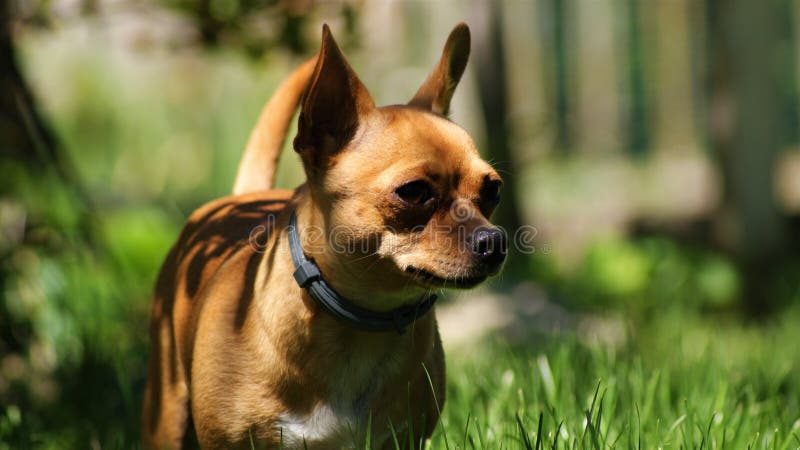 Chihuahua portrait stock photo. Image of awesome, barking - 98594244 Chihuahua portrait stock photo. Image of awesome, barking - 98594244