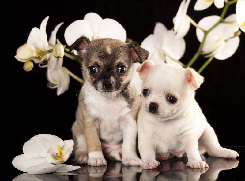 Chihuahua puppies stock image. Image of pure, hound, park - 3225241