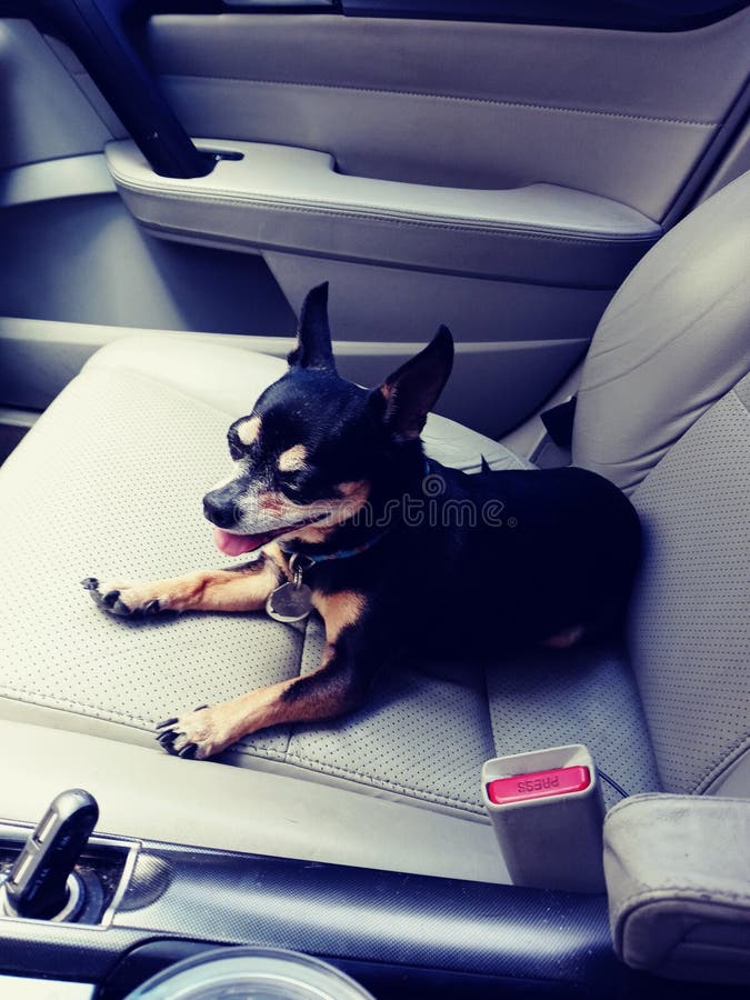 Chihuahua Riding Buddy Car Ride Stock Image - Image of riding ...