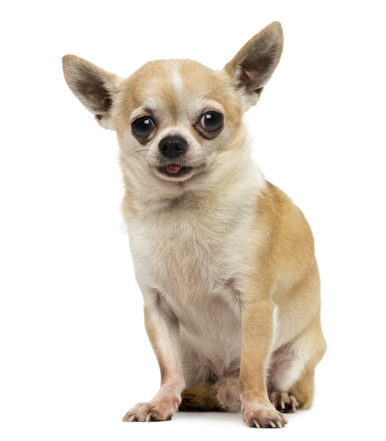 Chihuahua with Its Tongue Hanging Out Wearing Harness in a Park Stock ... Chihuahua with Its Tongue Hanging Out Wearing Harness in a Park Stock ...