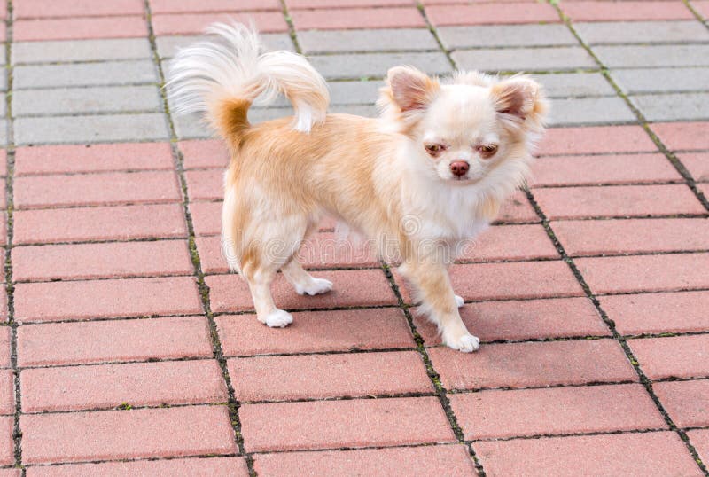 Beautiful Chihuahua. stock image. Image of entertainment - 49431653