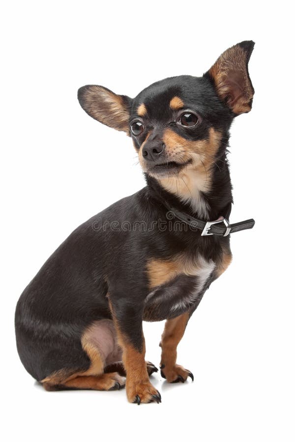 Black and Tan Chihuahua stock image. Image of breed, shot - 22881265