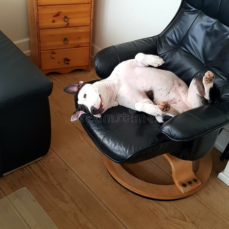 Chika stock image. Image of sleep, love, chika, life - 113298663