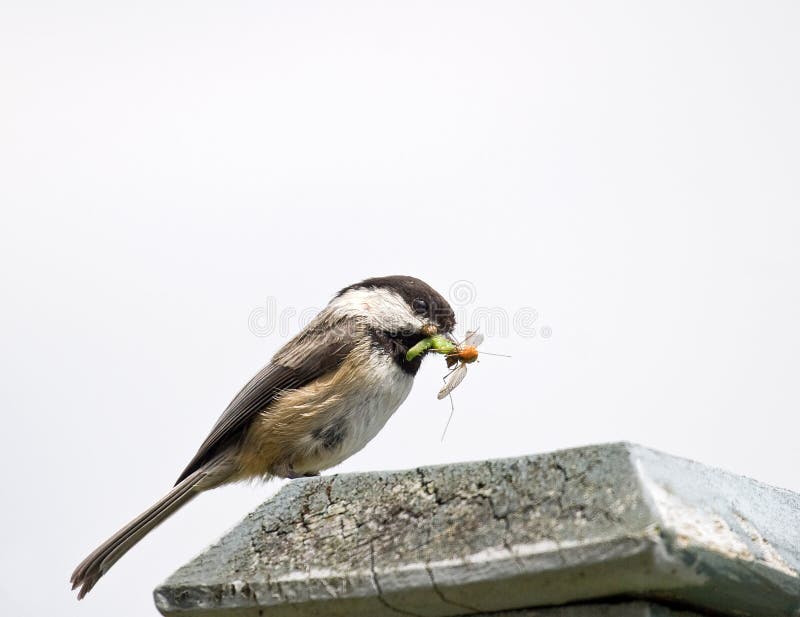 Chikadee stock image. Image of insect, bird, food, feathers - 7390577