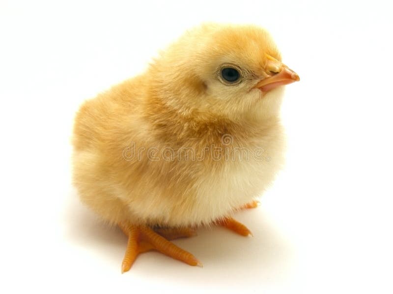 Chiken stock photo. Image of curiosity, view, close, wing - 9875750