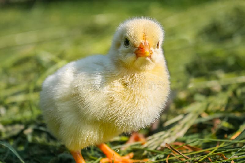 225 Hen Small Chiken Stock Photos - Free & Royalty-Free Stock Photos ...