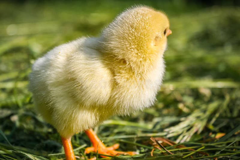 Chiken in the green grass. stock image. Image of adorable - 141006673