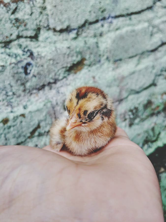 Chiken stock image. Image of funny, chiken, little, cute - 69612305