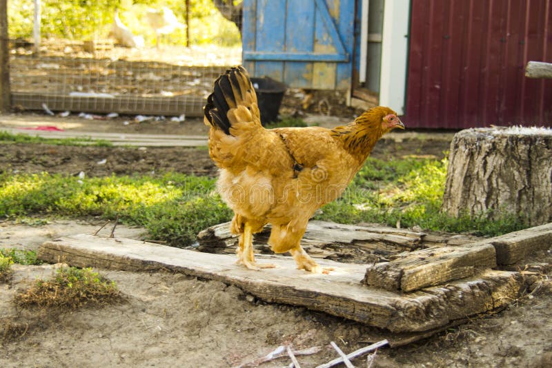 Chiken in the village stock image. Image of agriculture - 99493615