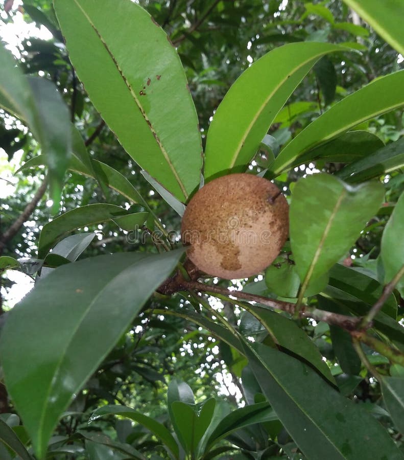 Sapota Flower Stock Photos - Free & Royalty-Free Stock Photos from ...