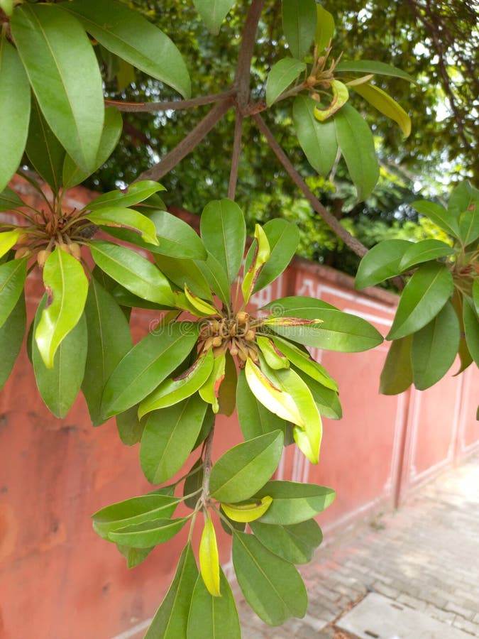 Chikku plant stock photo. Image of family, sapodilla - 258572126