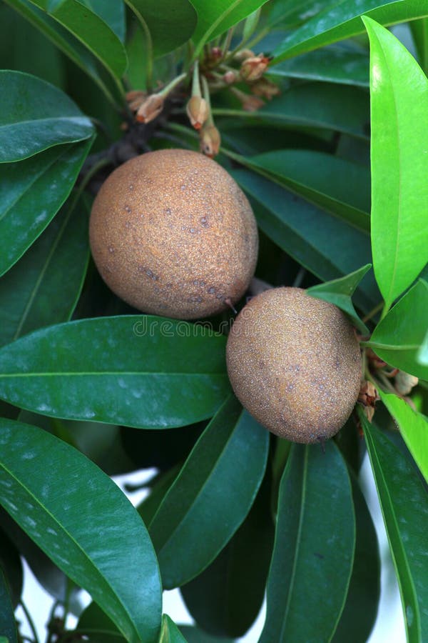 1,071 Chikoo Stock Photos - Free & Royalty-Free Stock Photos from ...