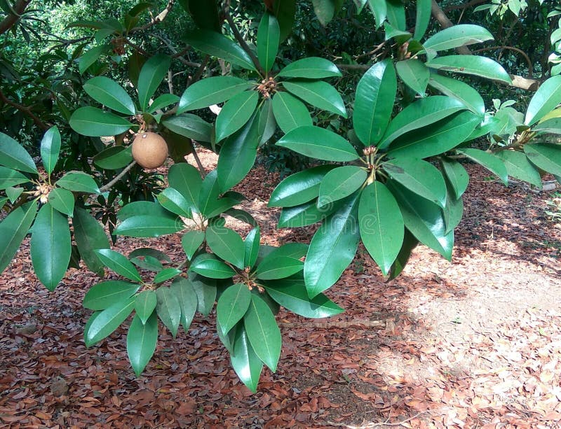 929 Chikoo Stock Photos - Free & Royalty-Free Stock Photos from Dreamstime