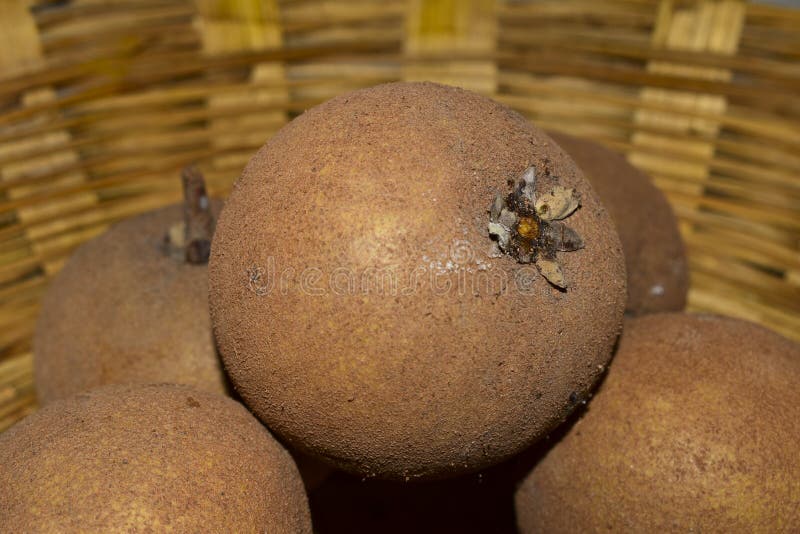 Chikoo or sapodilla fruit stock image. Image of healthy - 245464363