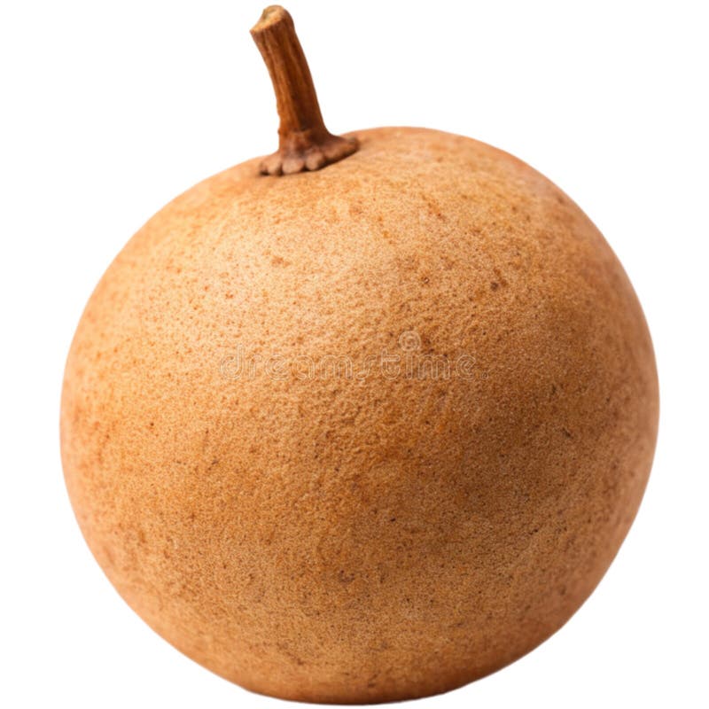 329 Chikoo Tree Stock Photos - Free & Royalty-Free Stock Photos from ...