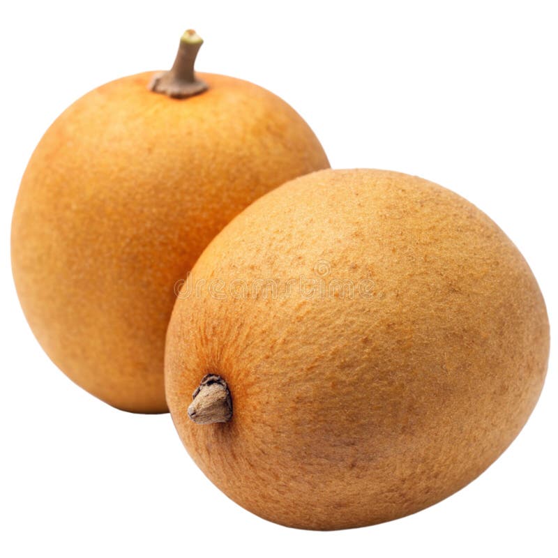 317 Chikoo Tree Stock Photos - Free & Royalty-Free Stock Photos from ...