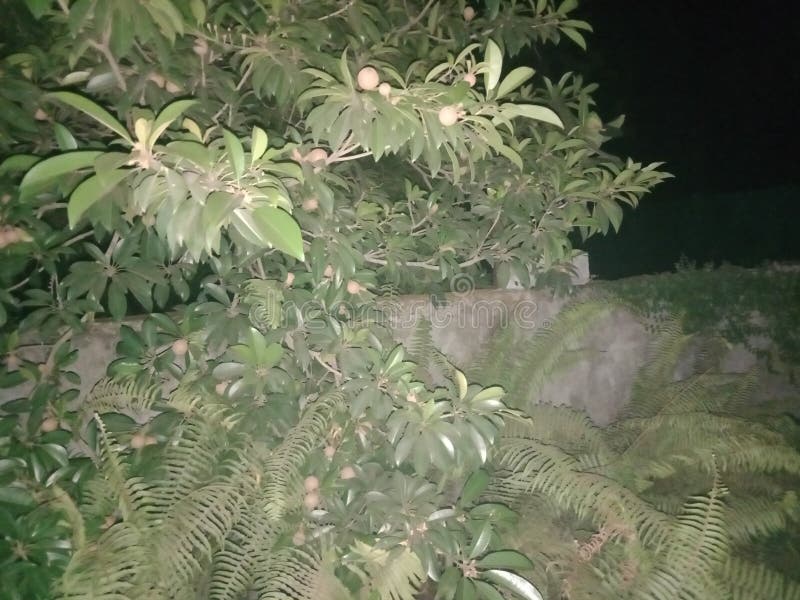 A Chikoo Tree from a Chikkoo Farm Stock Image - Image of texture ...