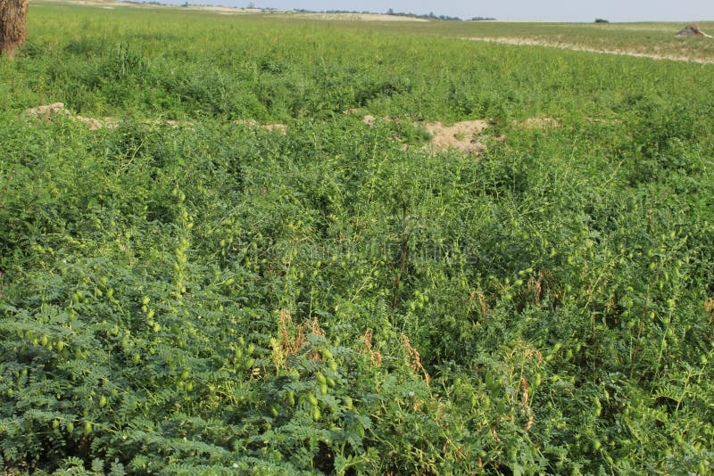 Chikpea fields stock image. Image of peace, chikpea, desert - 88490079
