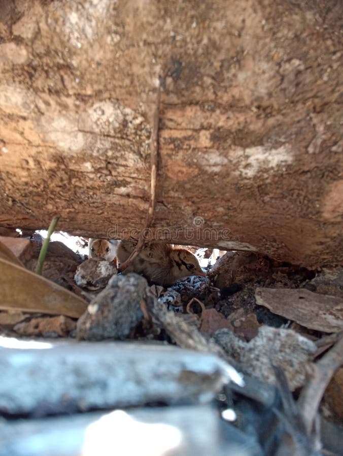 Chiks stock photo. Image of plant, wall, branch, wood - 291913516