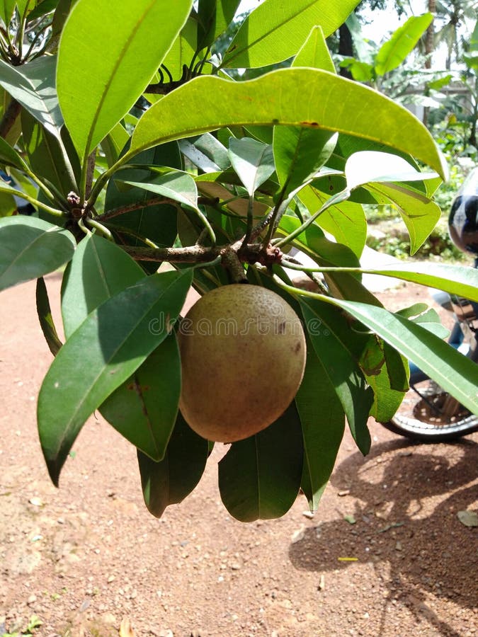 Chiku stock photo. Image of chiku, fruit, awesome, fresh - 157872164