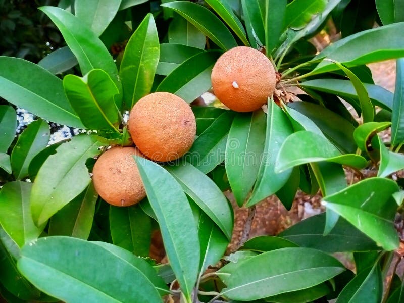 Chiku friut in chiku tree stock photo. Image of tropics - 249619292