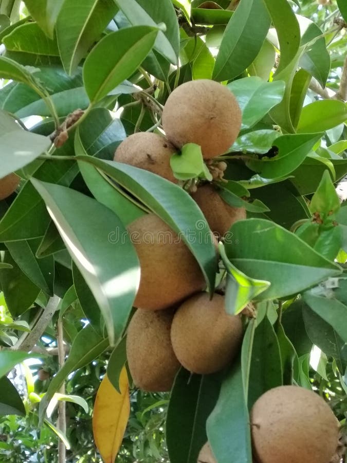 Chiku fruit stock image. Image of pluck, plant, brown - 3936575