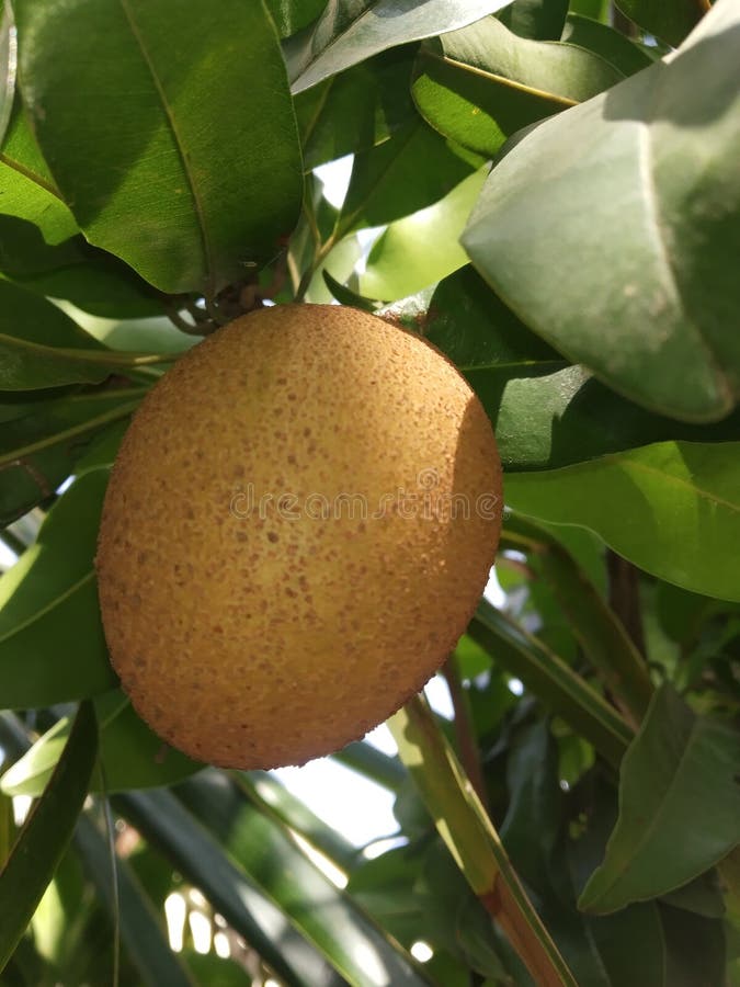 Chiku Fruit with Leaves at Chiku Tree Stock Photo - Image of fruit ...