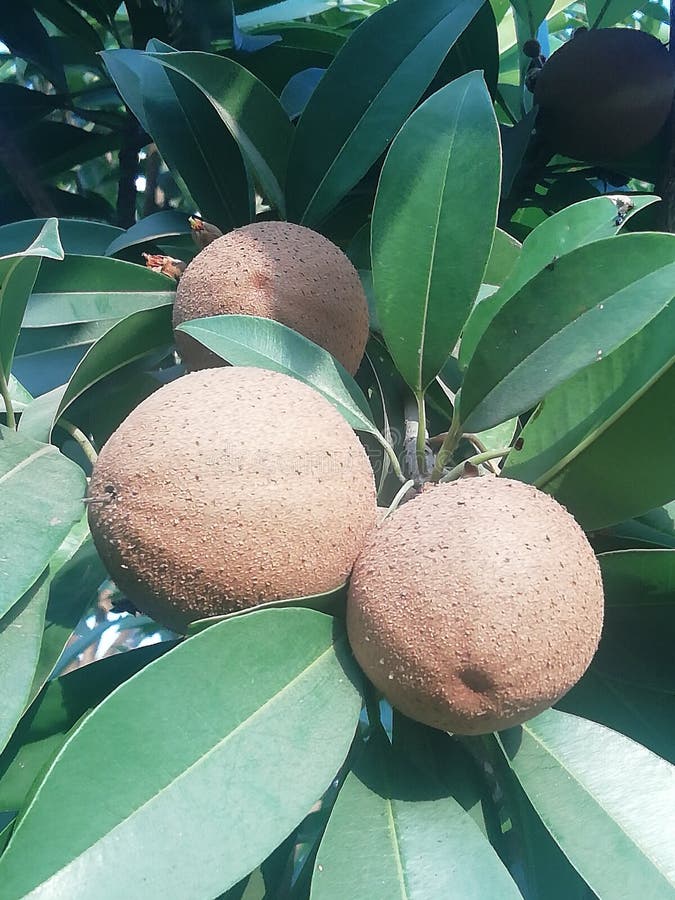 1,012 Chiku Stock Photos - Free & Royalty-Free Stock Photos from Dreamstime