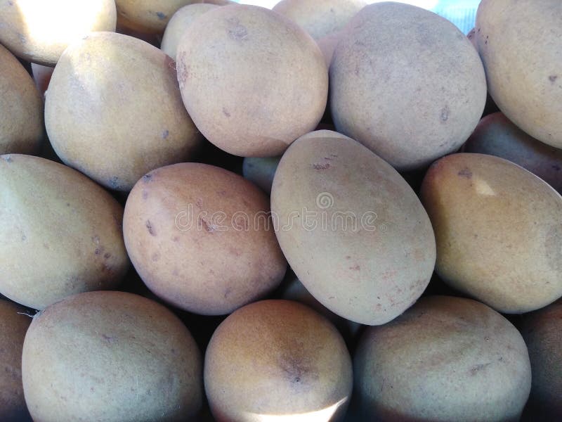 Chiku fruits stock photo. Image of real, sweet, natural - 130396436