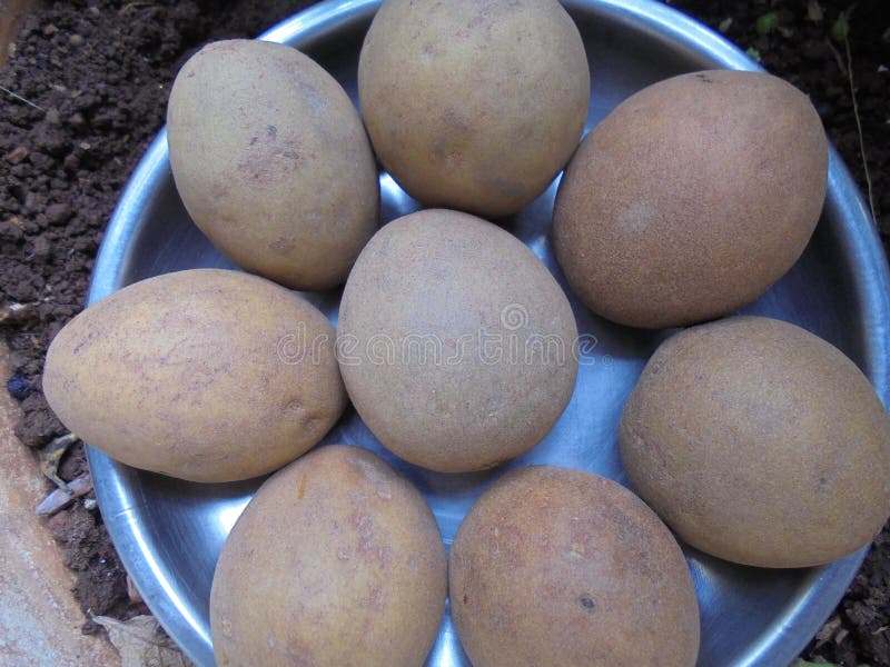 Chiku fruit stock image. Image of pluck, dark, chikku - 3936575