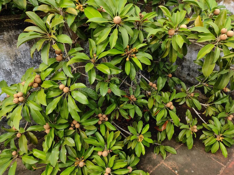 Chiku or Saporta Tender Fruits on Tree Stock Photo - Image of plant ...
