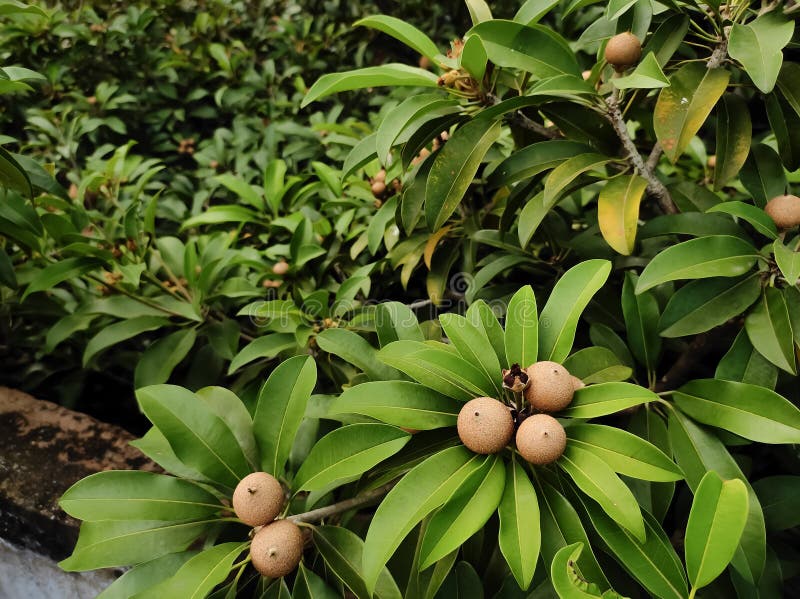 Chiku or Saporta Tender Fruits on the Tree Stock Image - Image of ...
