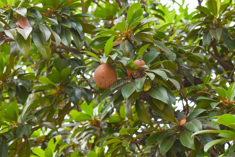 Chiku Tree Also Known As Sapodilla . Stock Image - Image of flavor ...
