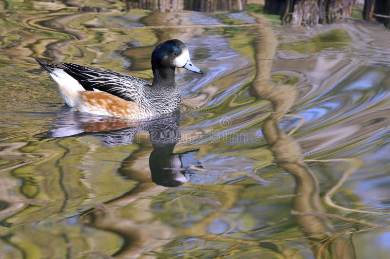 Chil bird fly in the sky stock image. Image of chil - 106528183