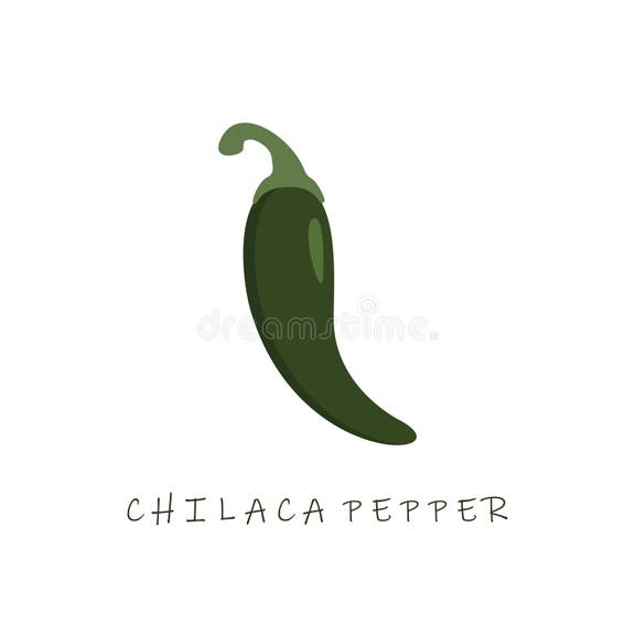 Chilaca Pepper Flat Design Vector Illustration Stock Vector ...