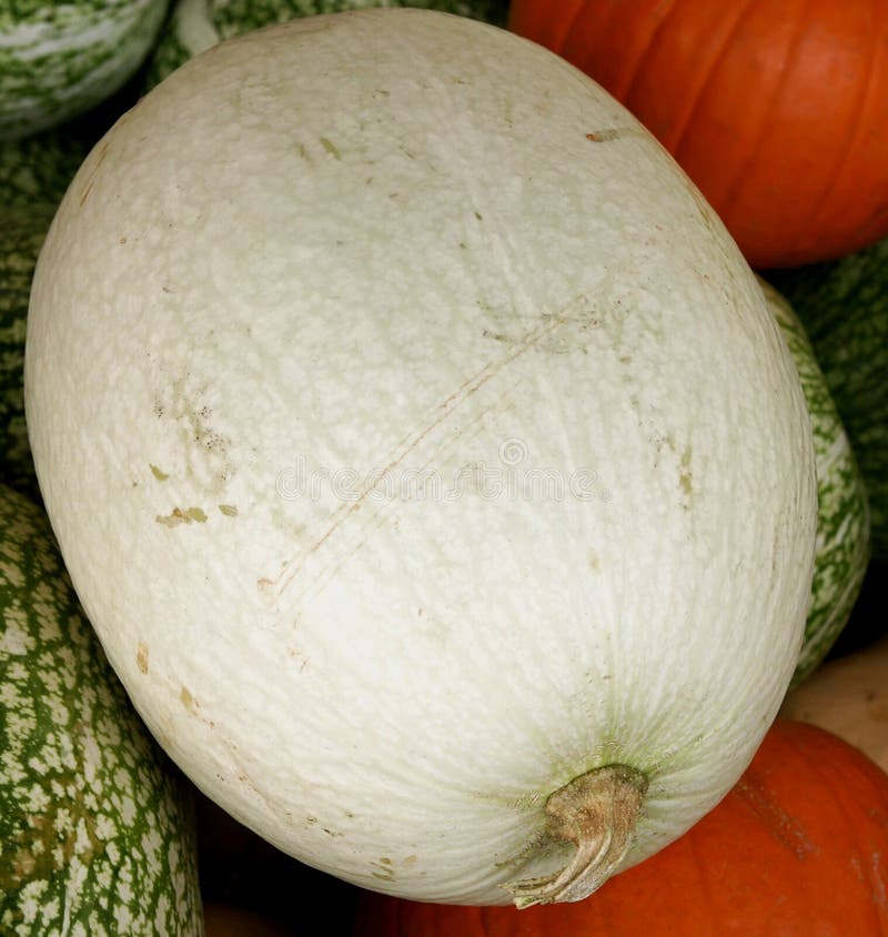 Chilacayote blanco imagen de archivo. Imagen de piel - 31422463