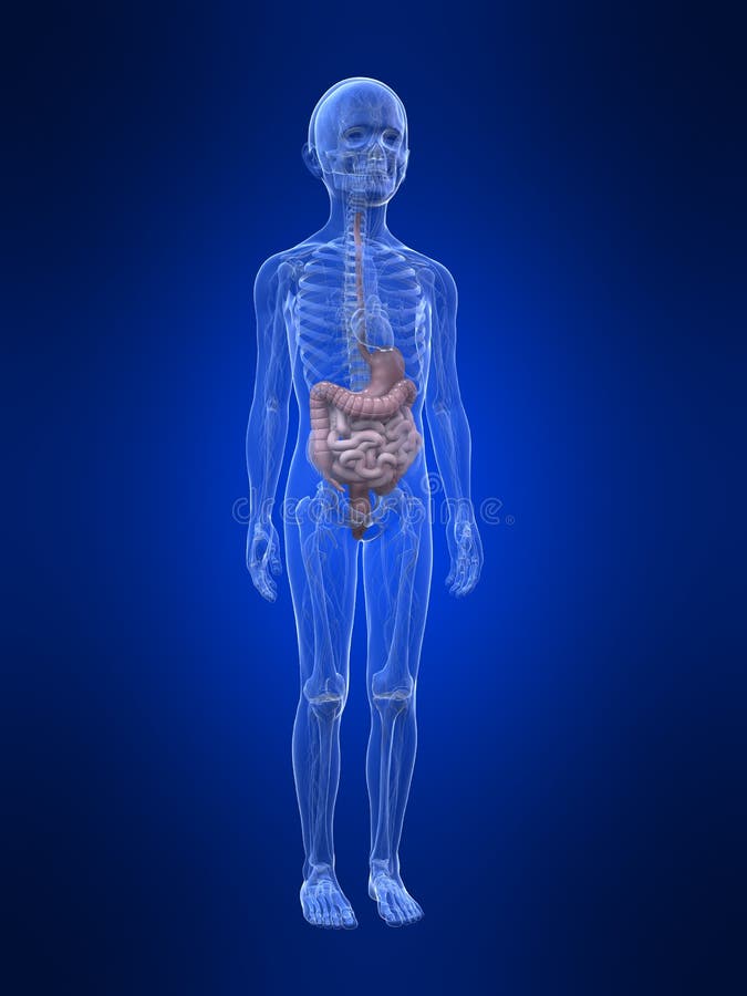 Child anatomy - boy stock illustration. Illustration of science - 15434866