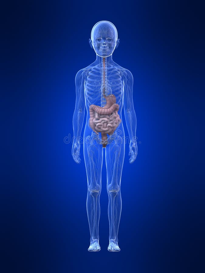 Male Child Anatomy - Skeletal Stock Illustration - Illustration of body ...