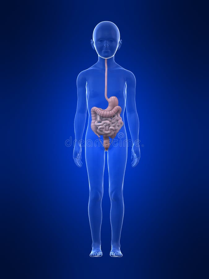 26+ Child anatomy Free Stock Photos - StockFreeImages