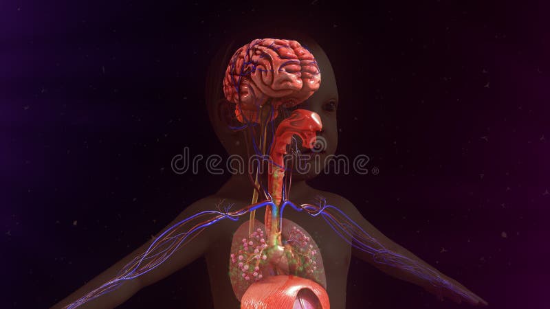 Child Anatomy stock illustration. Illustration of biceps - 73449262