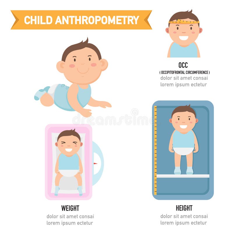 Child Anthropometry Infographic Stock Vector - Illustration of measure ...