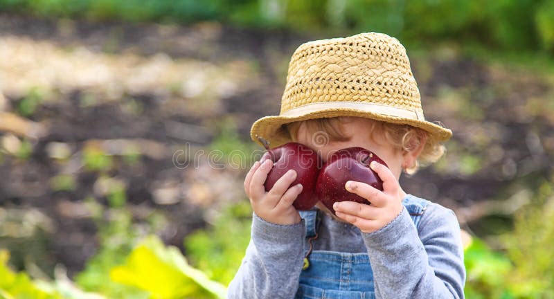 Child with Apples in the Garden. Selective Focus Stock Photo - Image of ...