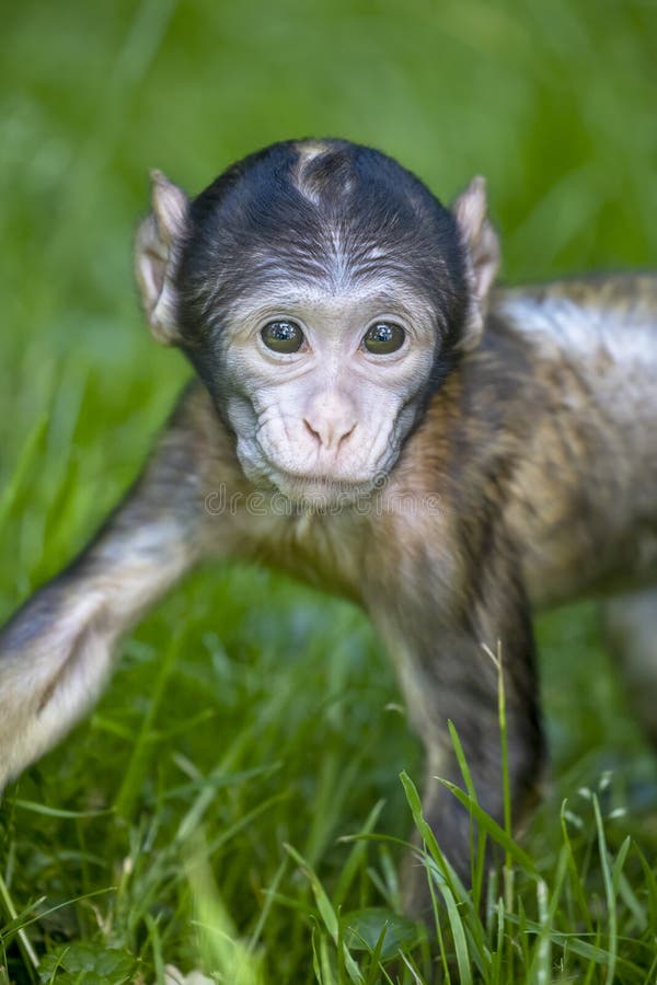 Child of Barbary Macaque Macaca Sylvanus Stock Image - Image of primate ...
