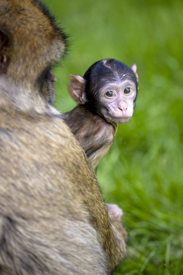 Child of Barbary Macaque Macaca Sylvanus Stock Image - Image of park ...