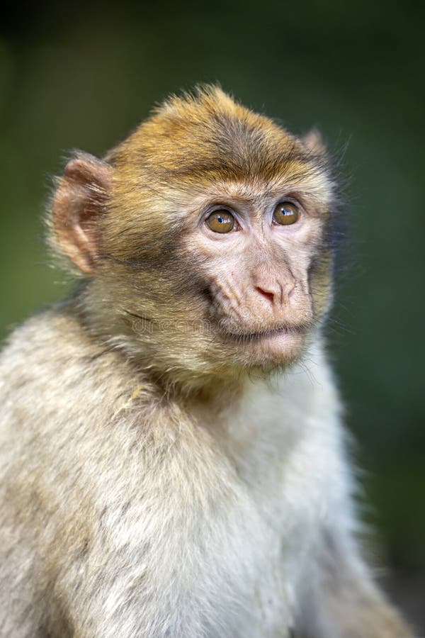 Child of Barbary Macaque Macaca Sylvanus Stock Image - Image of cute ...