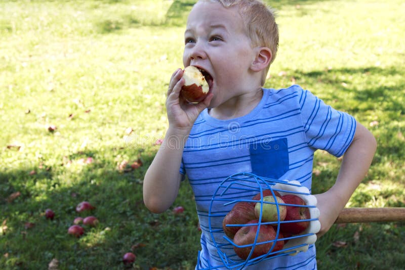 Child Biting an Apple and Having Fun Apple Picking Stock Photo - Image ...